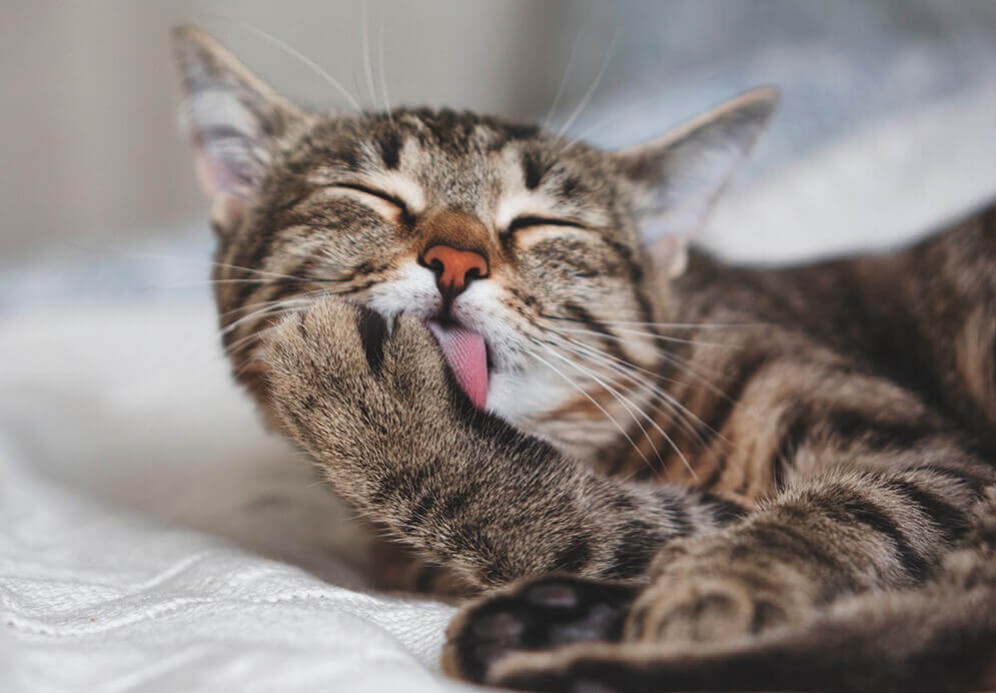 Malt for cats