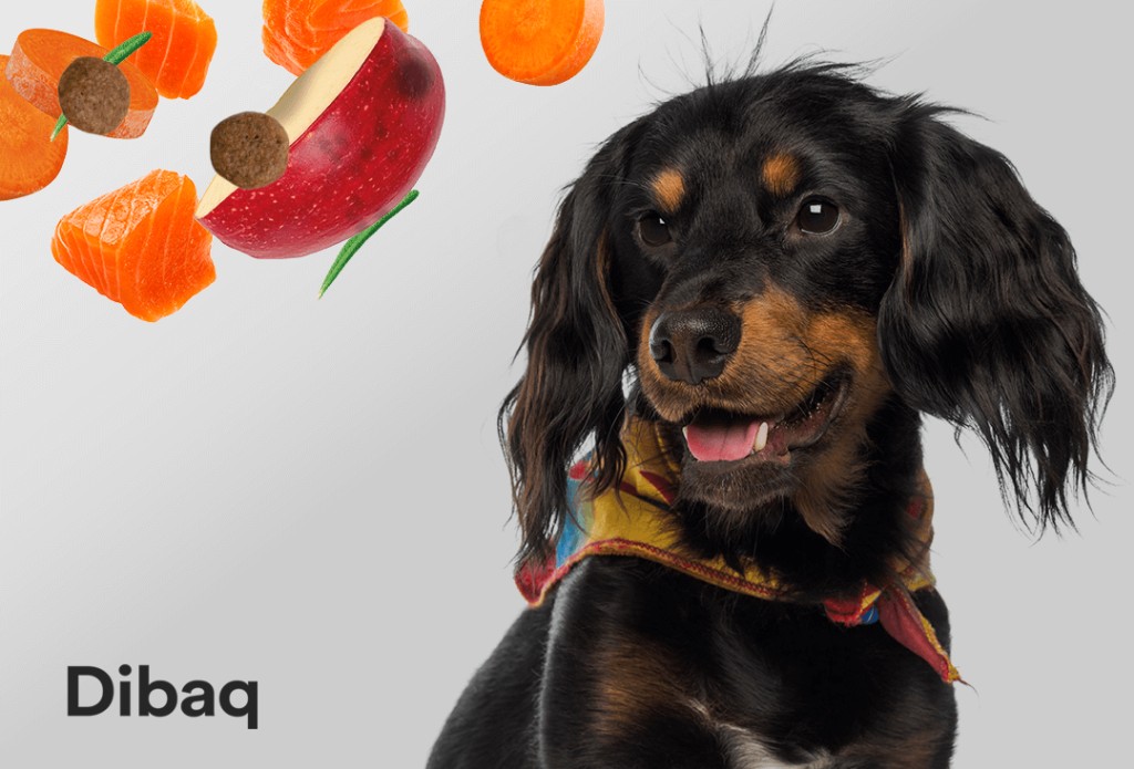 How to change your dog's diet without diarrhea | Dibaq