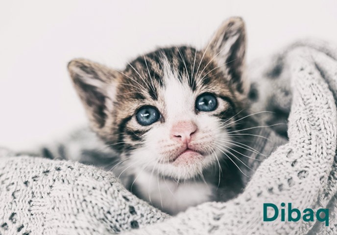 La curiosa visión felina, ¿cómo ven realmente los gatos?